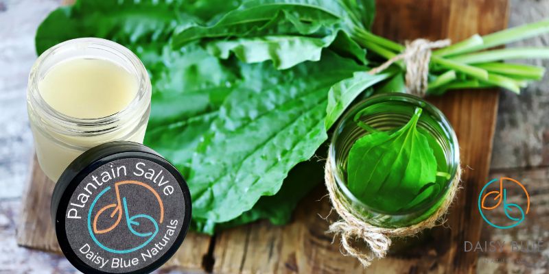 The Power of Plantain: Nature’s Secret Skin Healer - Daisy Blue Naturals